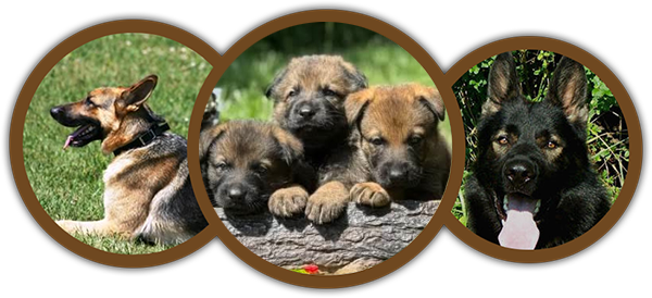 Sequoyah German Shepherds - Home